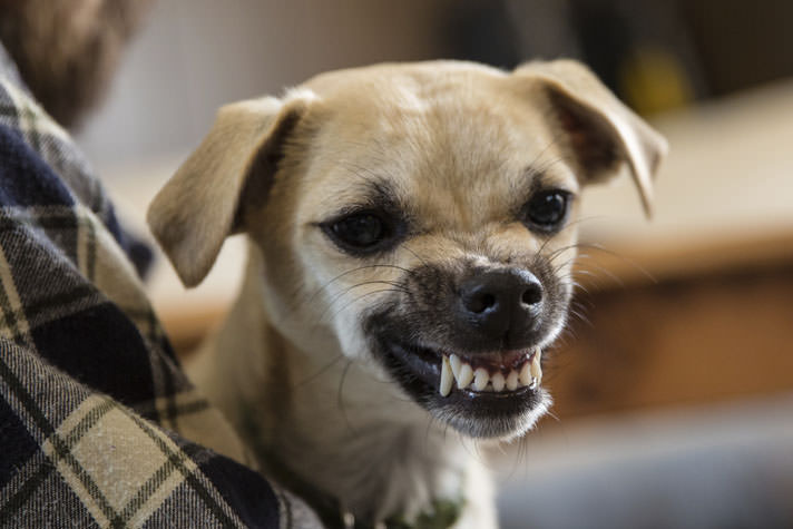 The Dog That Bit People by James Thurber | REAL WRITERS MARKET
